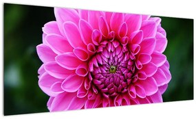 Obraz růžového květu (100x40cm)
