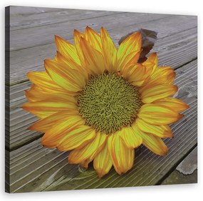 Obraz na plátně, Žlutá slunečnice - 60x60 cm