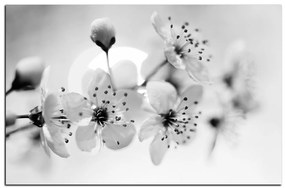 Obraz na plátně - Malé květy na větvi 1173QA (75x50 cm)
