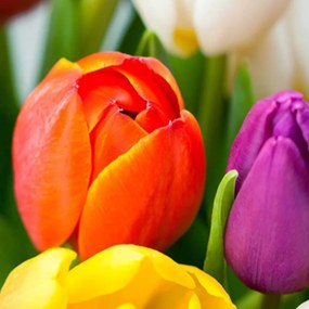 Ozdobný paraván Barevné tulipány Květiny - 110x170 cm, třídílný, obustranný paraván 360°