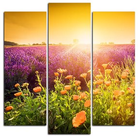 Obraz na plátně - Levandulové pole zalité sluncem - čtverec 365C (75x75 cm)