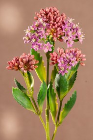 Paramit KALANCHOE Aranžovací květina růžovo-fialová 47 cm