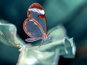 Vícedílný obraz Skleněný Motýl Zblízka Nedostatek Nedostatek Přírodní plátno 120x90