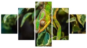 Obraz chameleona (125x70 cm)