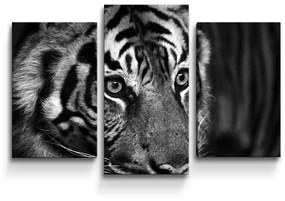 Sablio Obraz - 3-dílný Černobílý tygr - 75x50 cm