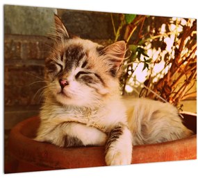 Skleněný obraz kočky v květináči (70x50 cm)