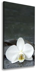 Wallmuralia Vertikální Foto obraz na plátně Orchidej kameny 50x100