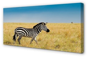 Obrazy na plátně Zebra box 140x70 cm