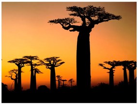 Fototapeta - African baobab trees