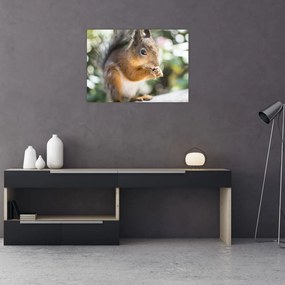 Skleněný obraz veverky (70x50 cm)