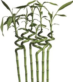 2G Lipov Chránič matrace Bamboo z přírodních vláken - 200x200 cm