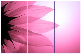 Obraz na plátně - Slunečnice květ 1201VB (120x80 cm)