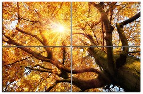 Obraz na plátně - Slunce přes větve stromu 1240E (150x100 cm)