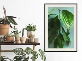 Plakát Avokádo - vysoká rostlina s ​​zelenými listy na pozadí tyrkysové zdi