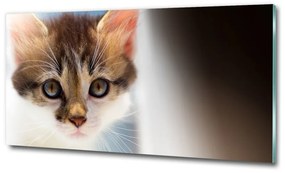 Wallmuralia Foto obraz fotografie na skle Malá kočka 100x50