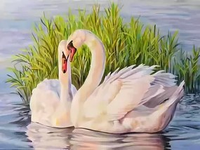 NORIMPEX Malování podle čísel Labutě (1008236) / 40x50 cm