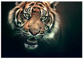 Fototapeta - Bengal Tiger