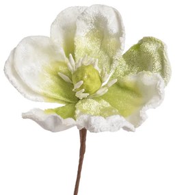 magnolia baby - sníh, bílá + zel. střed