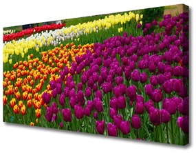 Obraz na plátně Tulipány Květiny 100x50 cm