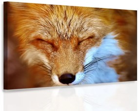Jednodílný obraz liška Velikost (šířka x výška): 120x80 cm