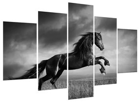 Černobílý obraz koně (150x105 cm)