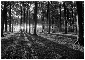 Fototapeta - The Light in the Forest