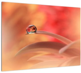 Skleněný obraz květinové kapky rosy (70x50 cm)