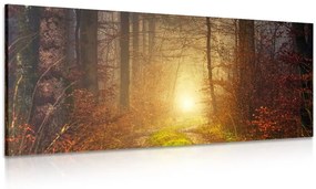 Obraz světlo v lese Varianta: 100x50