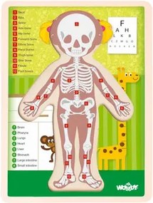 Woody Puzzle Lidské tělo - Holka EN / od 3 let