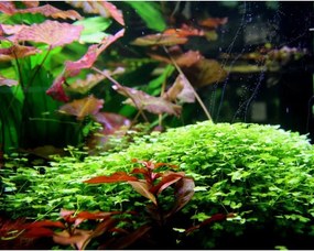 Hydrocotyle japan