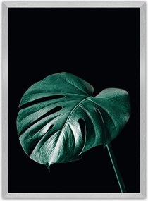 Plakát Dark Monstera