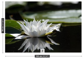 Fototapeta Bílý lotos