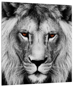 Černobílý obraz lva (30x30 cm)