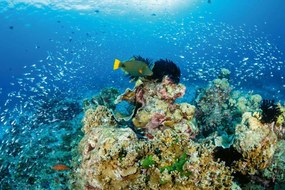 DIMEX | Samolepicí vliesová fototapeta na zeď Korálový útes MA-5-0533 | 375 x 250 cm | zelená, modrá, béžová