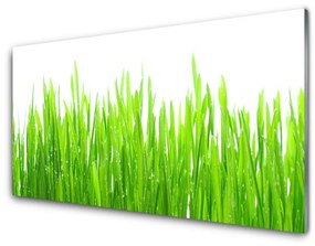 akrylový obraz Tráva Rostlina Příroda 125x50 cm
