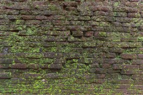 DIMEX | Samolepicí vliesová fototapeta na zeď Vintage textura s mechem MA-5-2685 | 375 x 250 cm | zelená, hnědá
