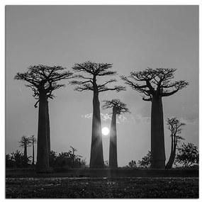 Obraz na plátně - Baobaby při západu slunce - čtverec. 305ČA (80x80 cm)
