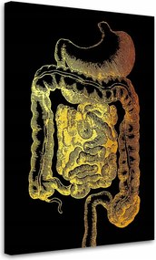 Obraz na plátně, Zlatá vize anatomie 80x120