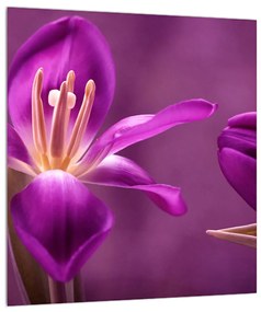 Obraz fialového květu (30x30 cm)