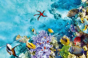 DIMEX | Samolepicí vliesová fototapeta na zeď Podvodní svět s korály MA-5-0529 | 375 x 250 cm | modrá, červená, fialová, žlutá