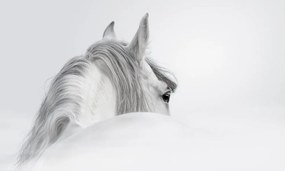 Vícedílný obraz Andaluský Kůň V Mlze Nedostatek Nedostatek Přírodní plátno 250x150