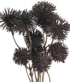 Kytice Kraspedia 30cm deep brown
