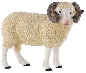 ZOOted Ovce domácí - beran