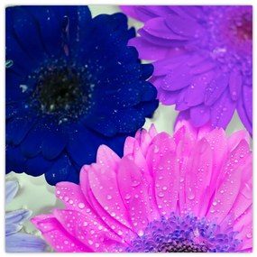 Obraz barevných květin (30x30 cm)