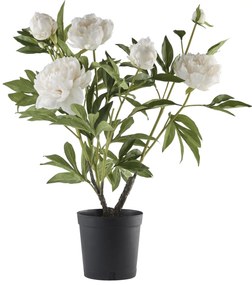 Pivoňka (Paeonia) bílá keř, 66 cm