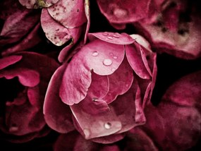 Vícedílný obraz Pivoňka Květiny Zblízka 3D Nedostatek Nedostatek Přírodní plátno 80x60