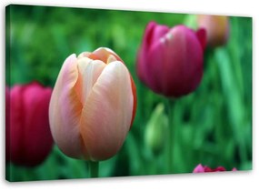Obraz na plátně Tulipán Růžové květiny - 90x60 cm