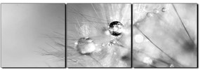 Obraz na plátně - Dandelion z kapkami rosy- panoráma 5262QB (90x30 cm)