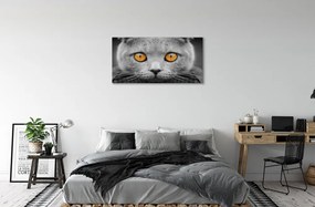 Obrazy na plátně Šedá Britská kočka 140x70 cm