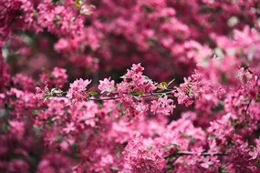 Samolepící fototapeta detailní květiny třešně - 300x200 cm